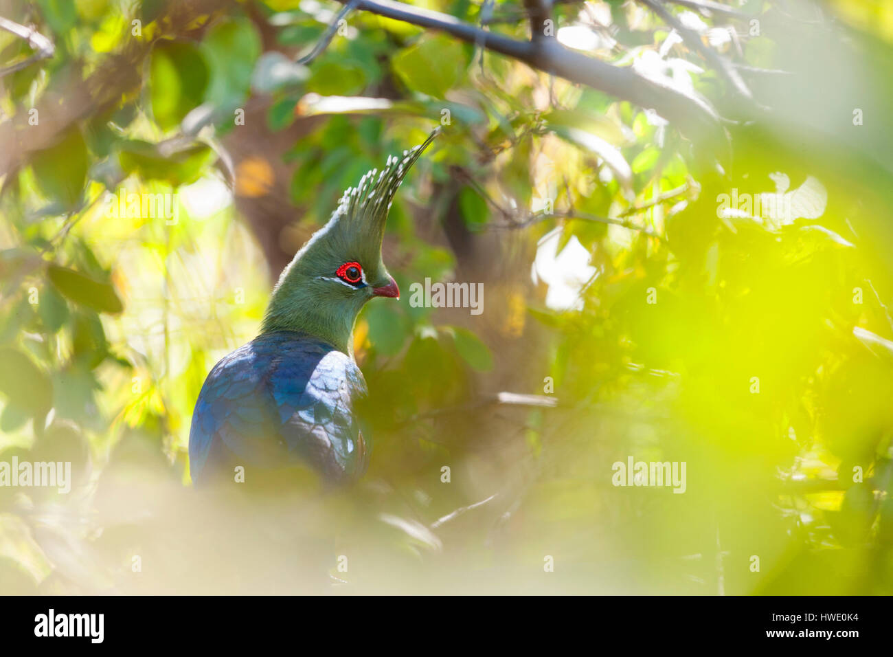 Schalow’s turaco hi-res stock photography and images - Alamy