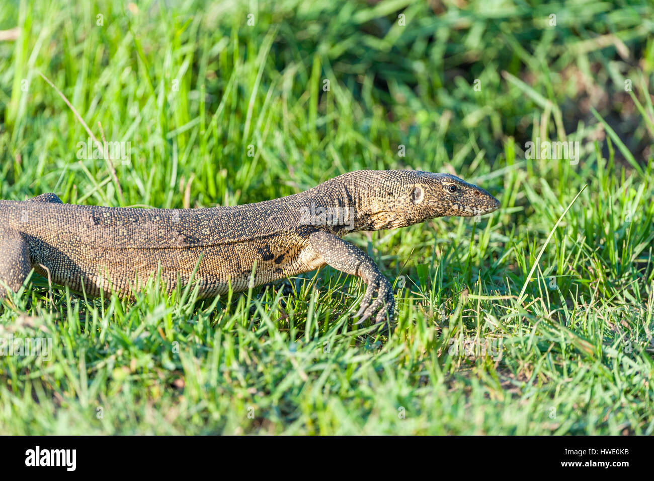 A large Water Monitor Varanus in Zimbabwe Stock Photo - Alamy