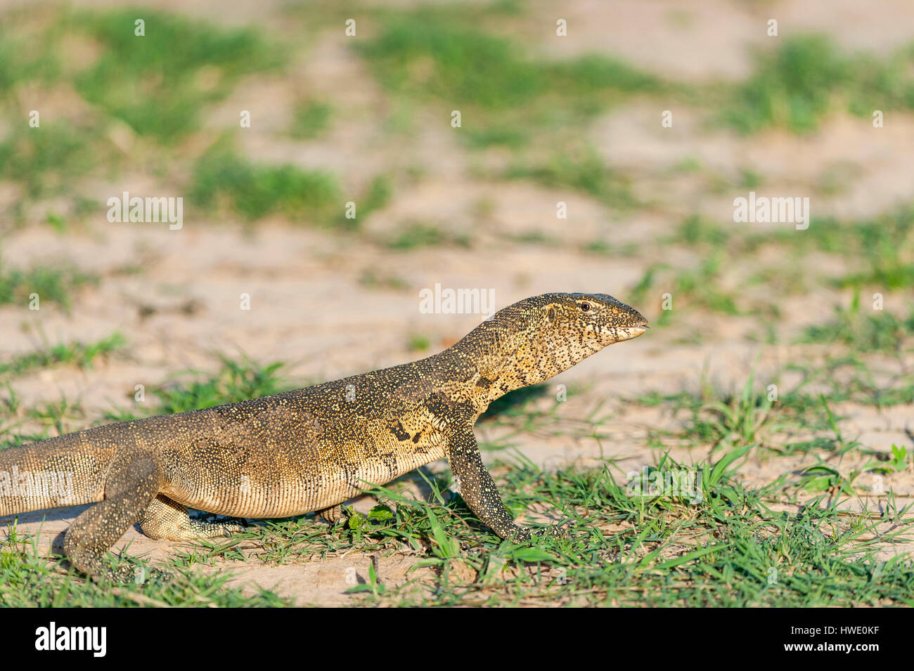 A large Water Monitor Varanus in Zimbabwe Stock Photo - Alamy