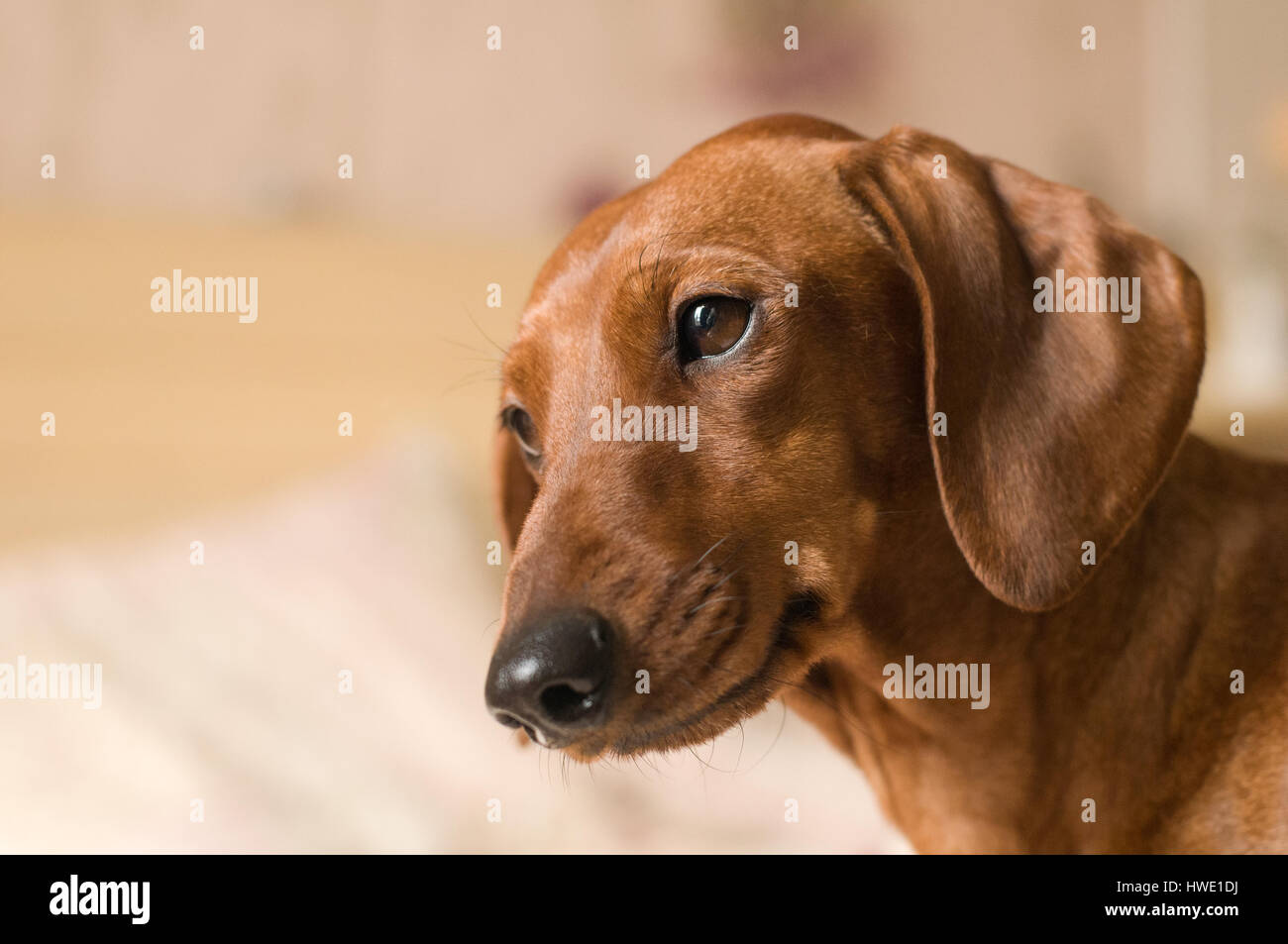 Dachshund portrait lying on white bed with sad face expression Stock ...