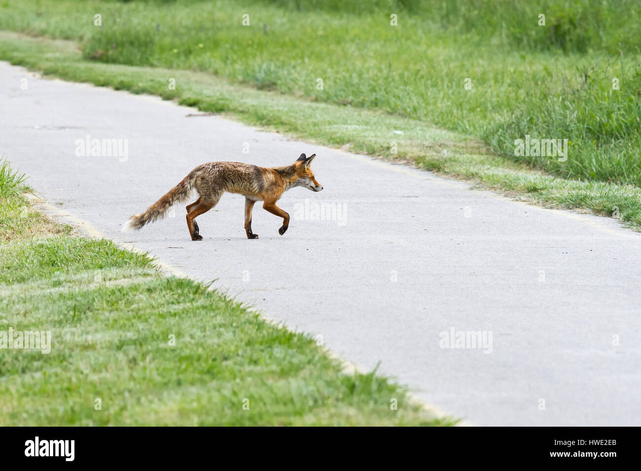 Lean red fox mother in spring Stock Photo - Alamy