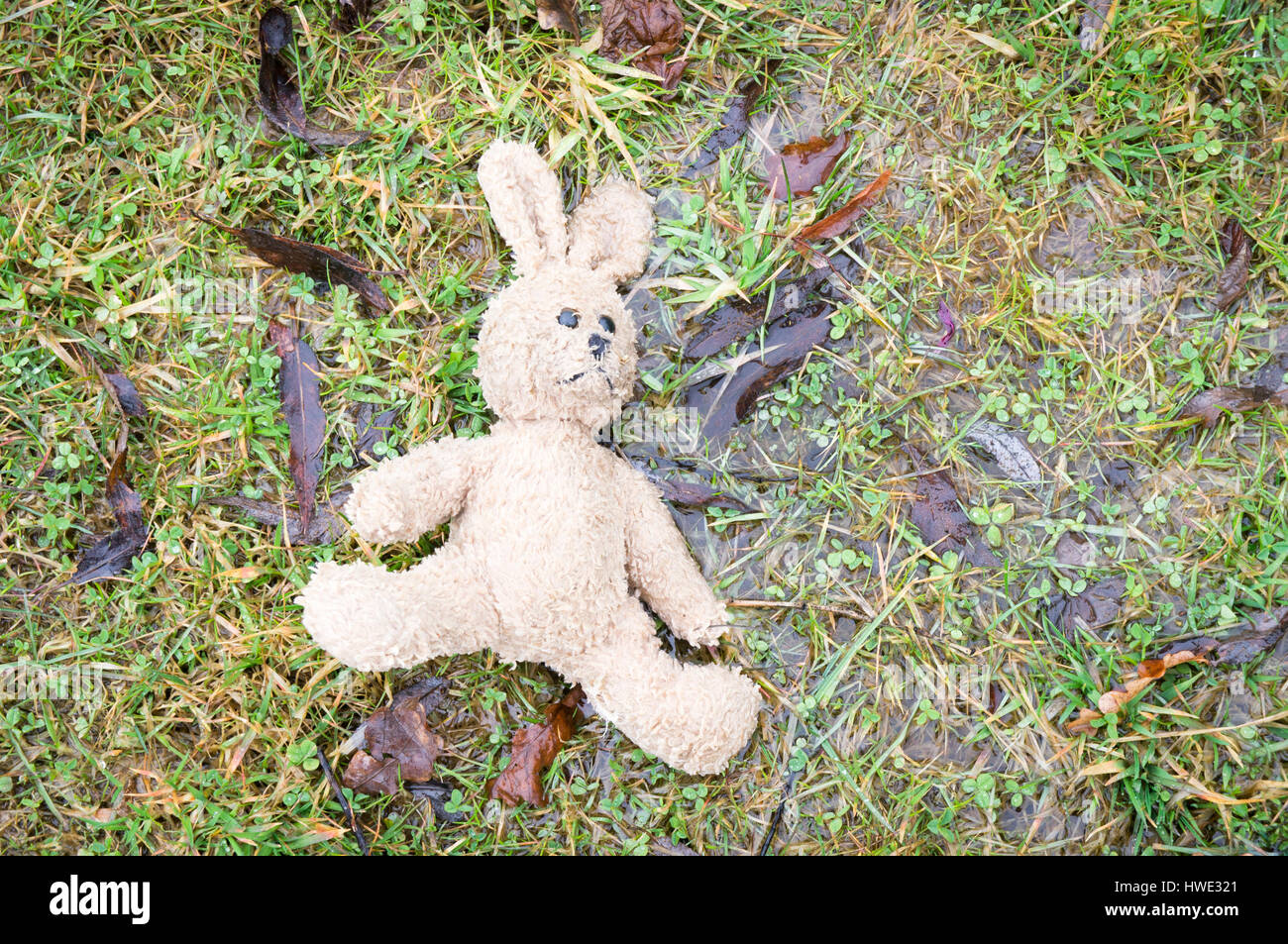 forgotten, abandoned, wet cuddly toy, hare, rabbit, mud, green, puddle ...