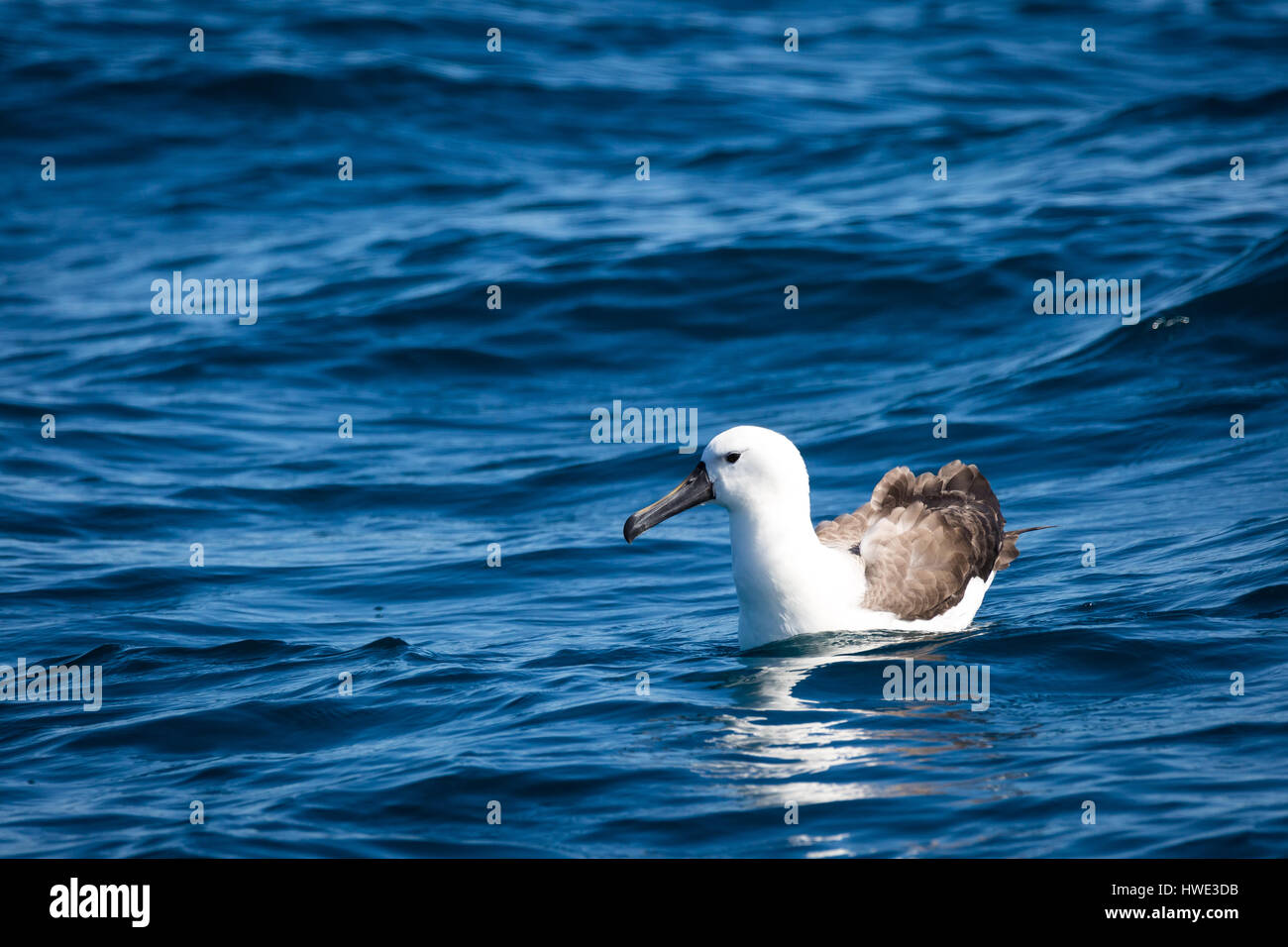 Albatross fishing hi-res stock photography and images - Alamy