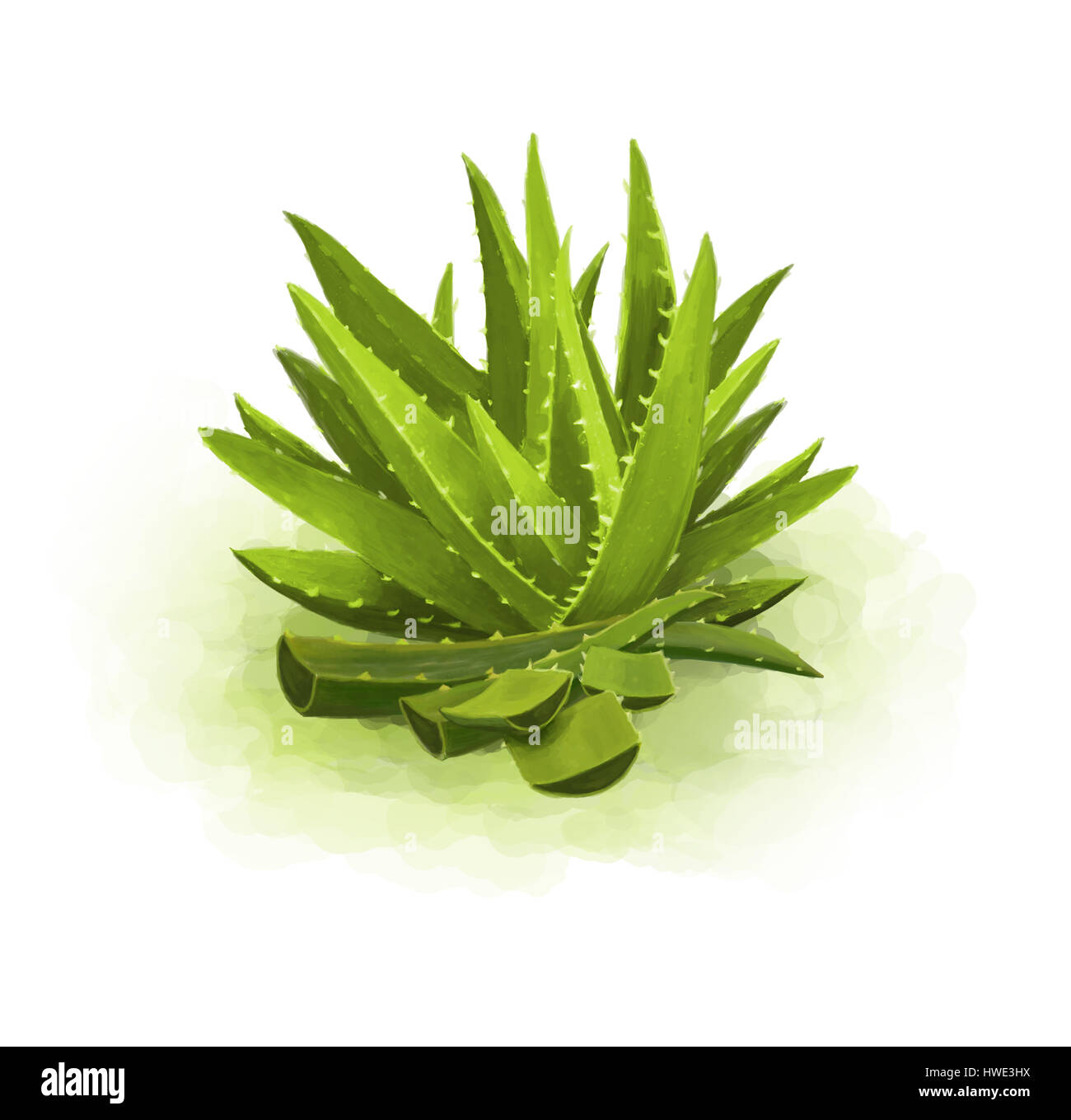 Green aloe in a clean, white background Stock Photo - Alamy