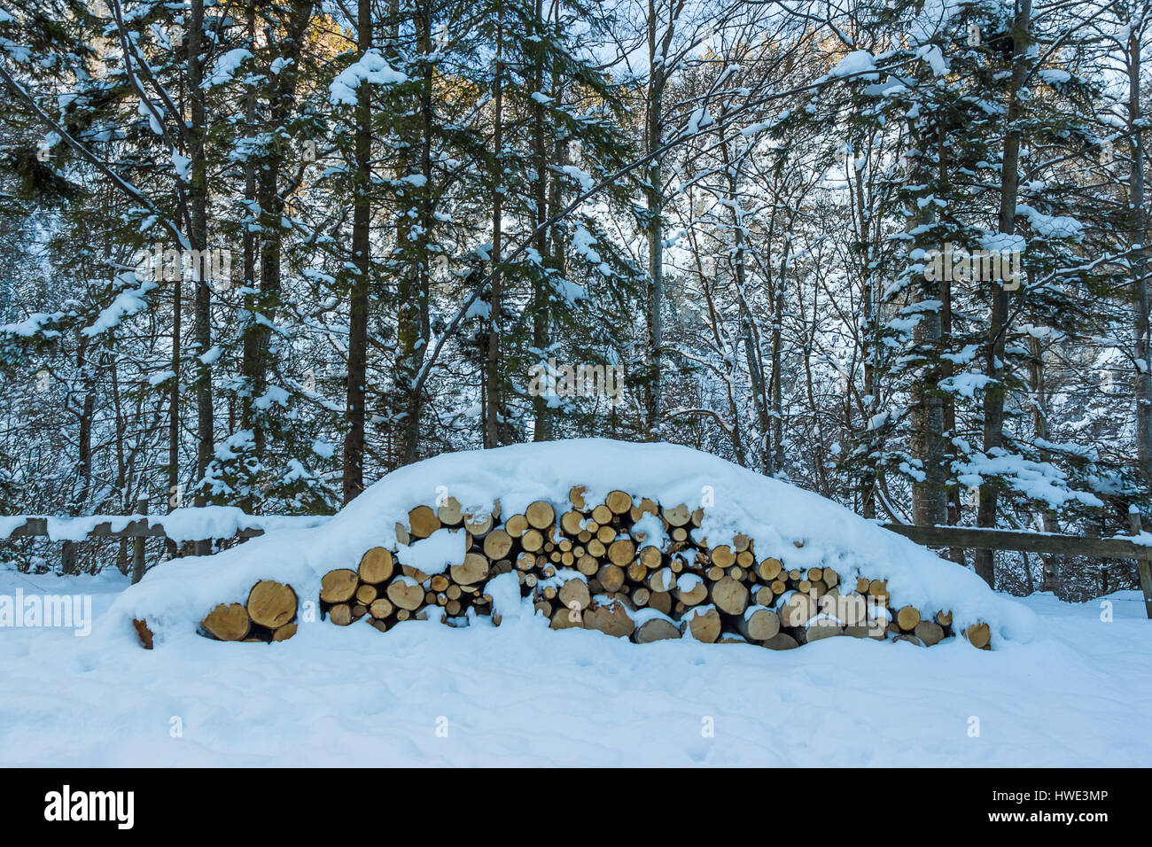 Snow covered trees and logs in winter Stock Photo - Alamy