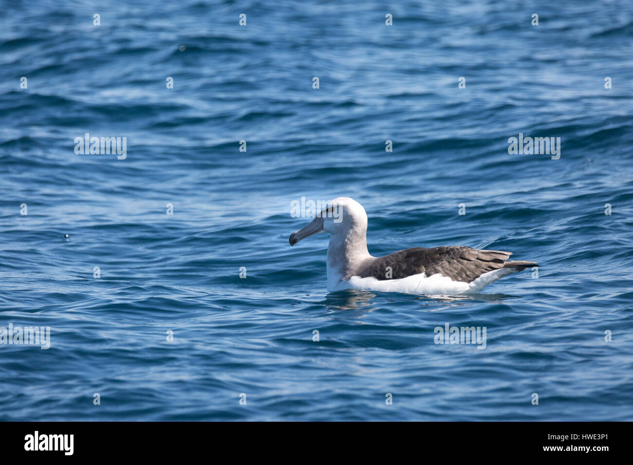 Albatross fishing hi-res stock photography and images - Alamy