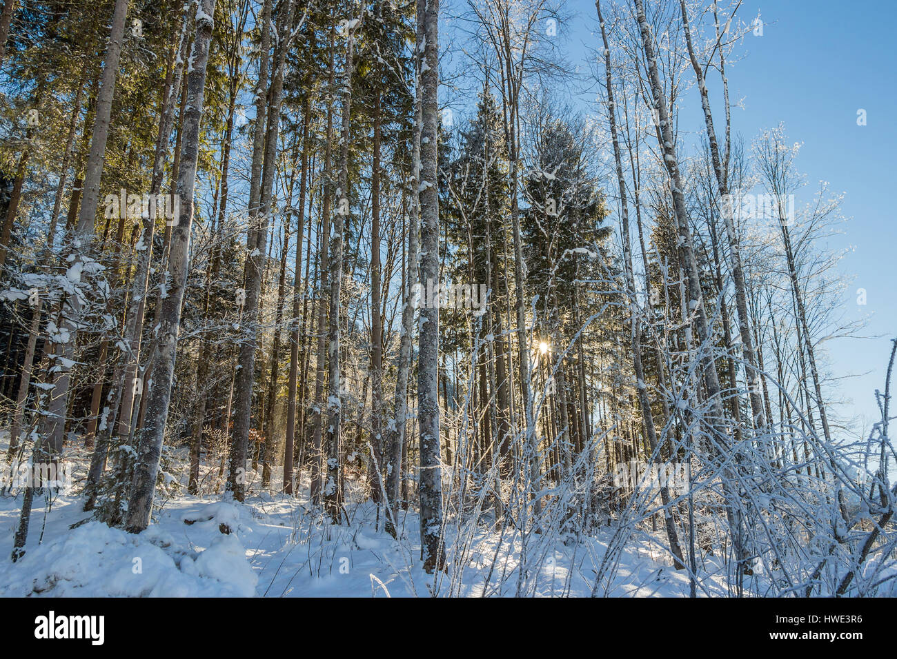 Aerial sunlight through trees in hi-res stock photography and images ...