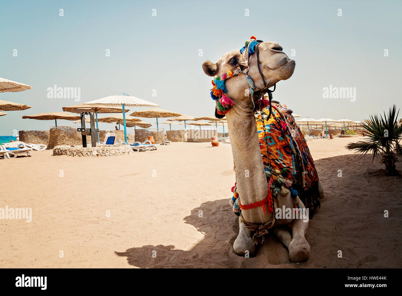 camel for tourist trips is in the sand on the beach in Egypt Stock ...