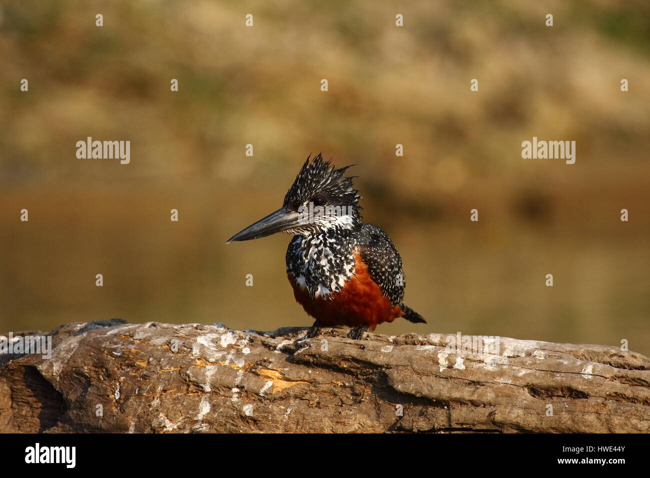 The Giant Kingfisher, Megaceryle maxima, is the largest African ...