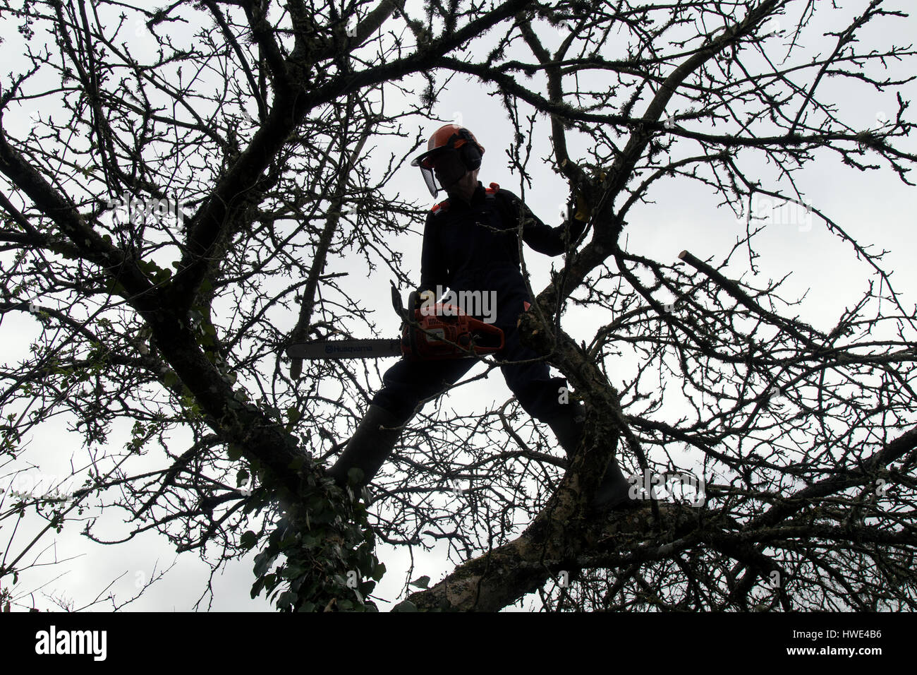 Arborist of lumberjack pollarding tree with a Husqvarna chainsaw ...