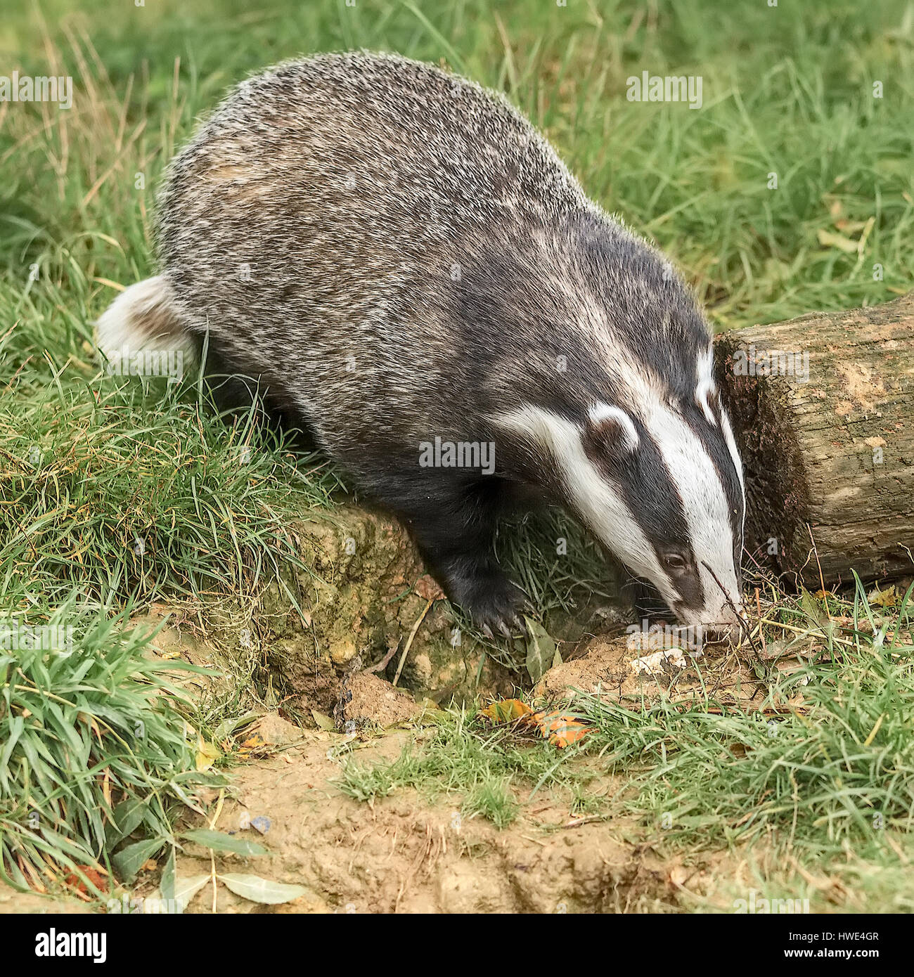 Badger digging hi-res stock photography and images - Alamy