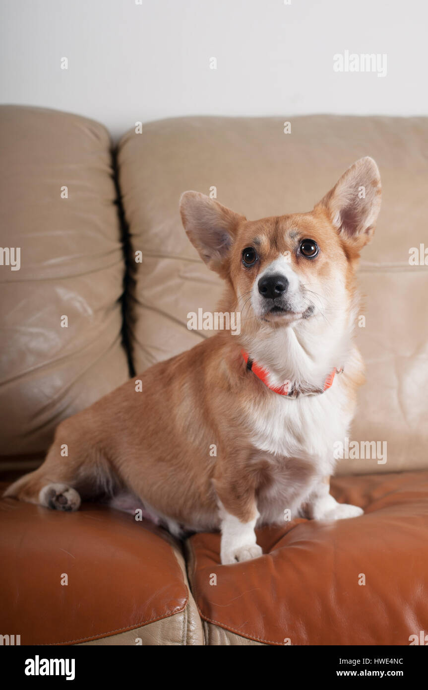 Pembroke Welsh Corgi sitting portrait on beige sofa at home Stock Photo ...