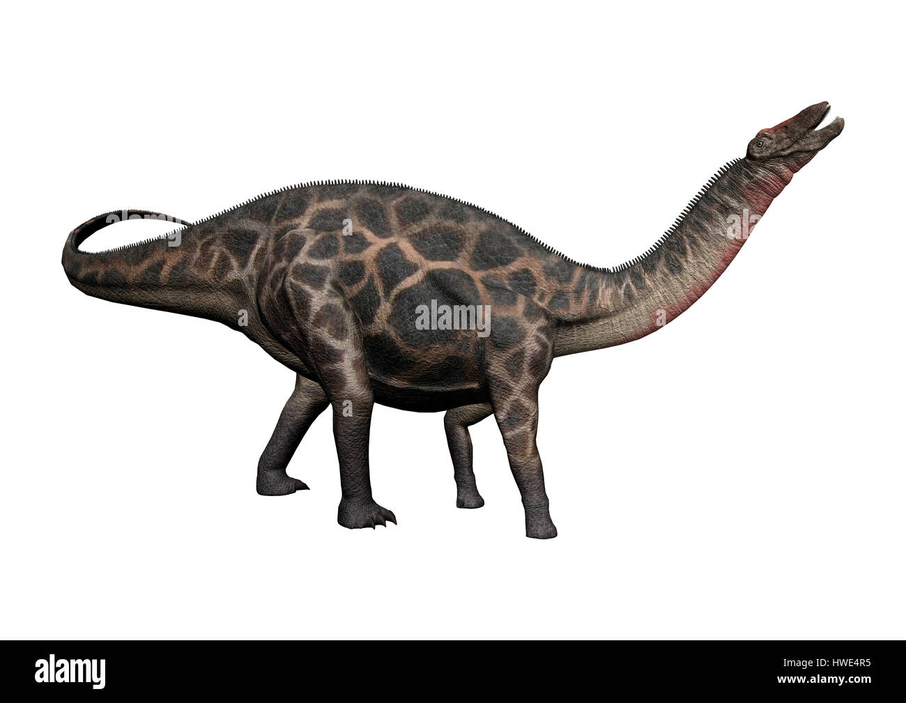 3D rendering of a dinosaur Dicraeosaurus isolated on white background ...
