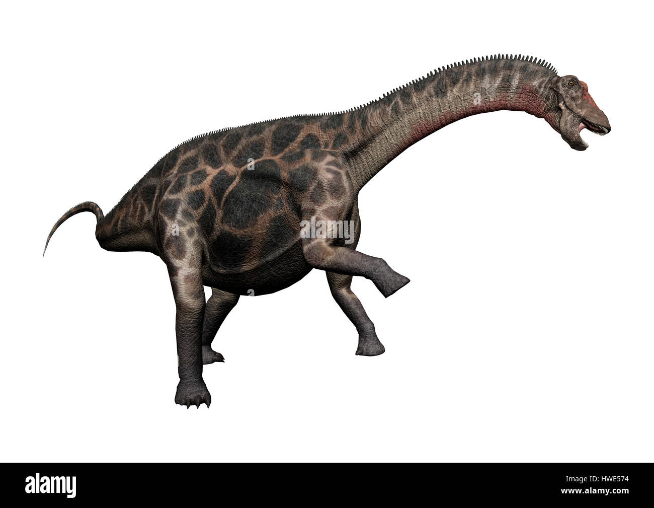 3D rendering of a dinosaur Dicraeosaurus isolated on white background ...