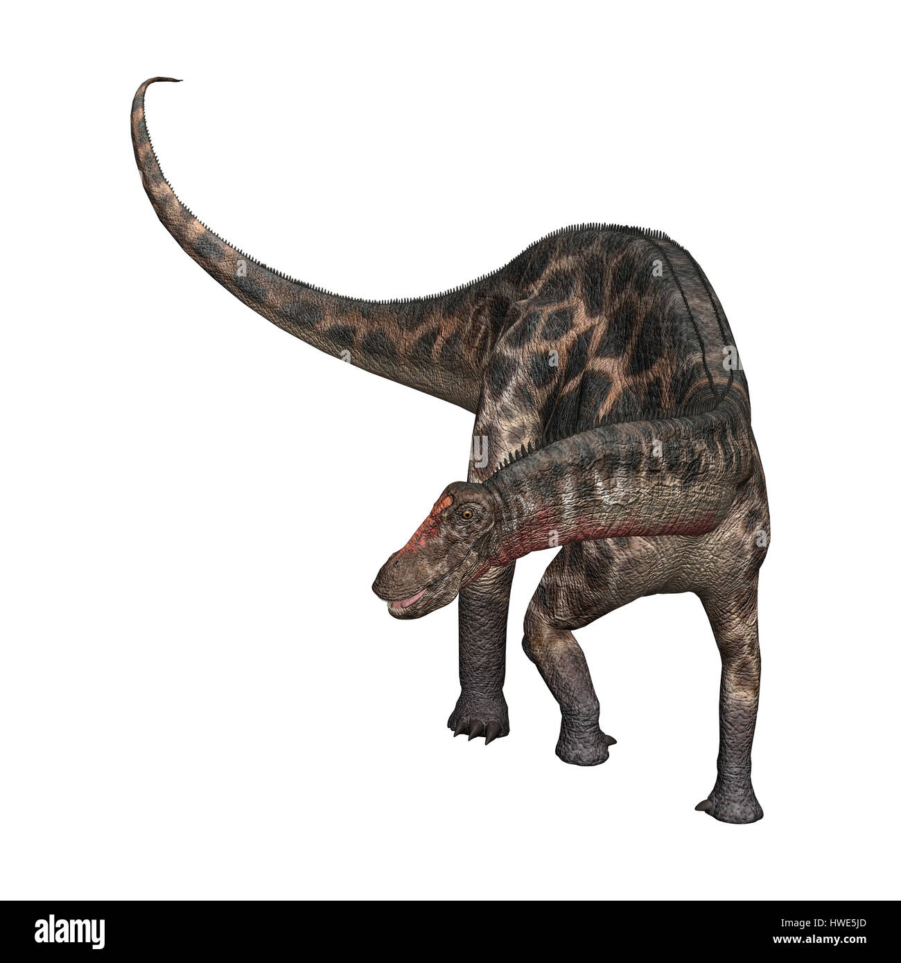3D rendering of a dinosaur Dicraeosaurus isolated on white background ...
