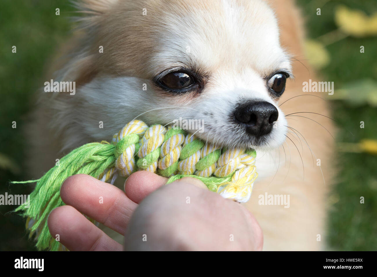 Long haired chuhuahua pet dog Stock Photo - Alamy