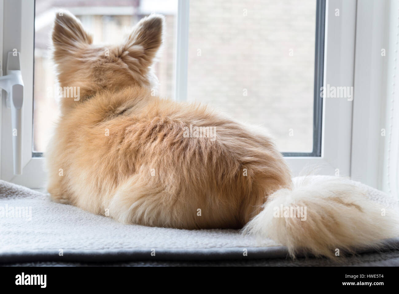 Long haired chuhuahua pet dog Stock Photo - Alamy