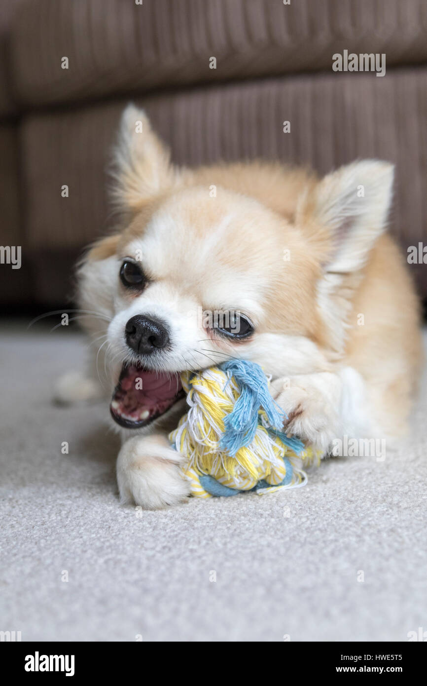 Long haired chuhuahua pet dog Stock Photo - Alamy