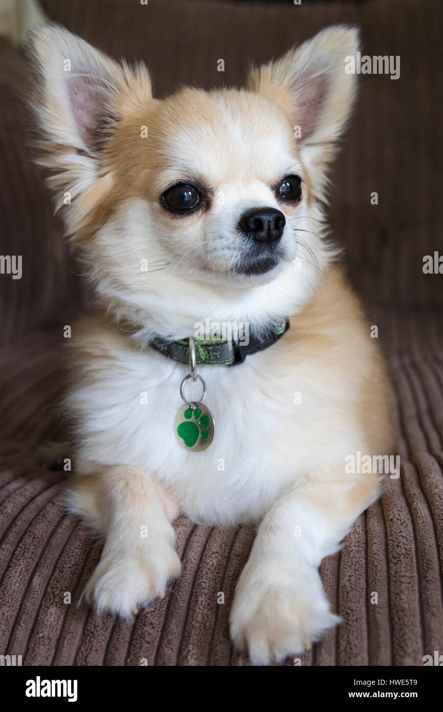 Long haired chuhuahua pet dog Stock Photo - Alamy