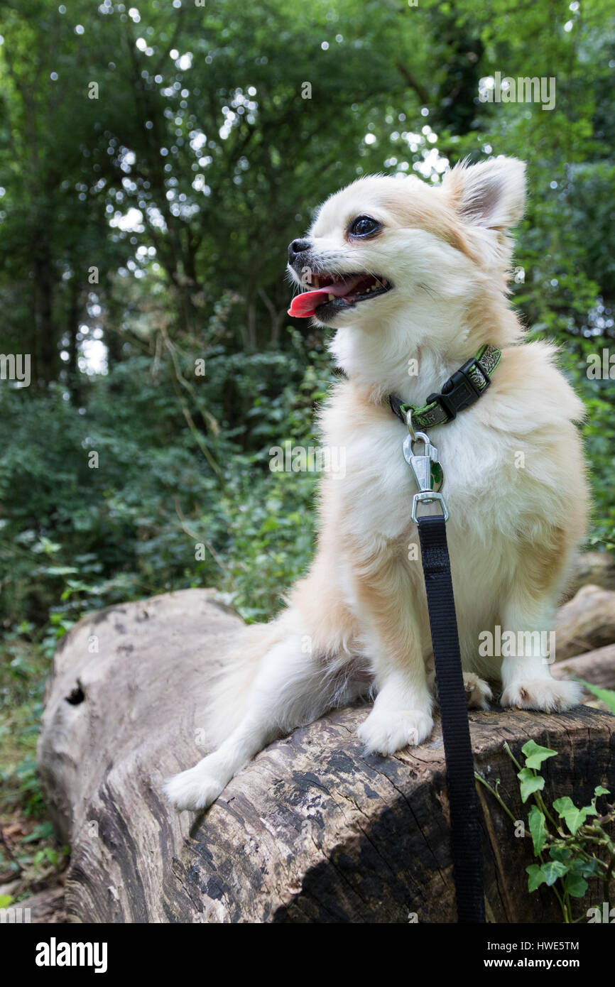 Long haired chuhuahua pet dog Stock Photo - Alamy