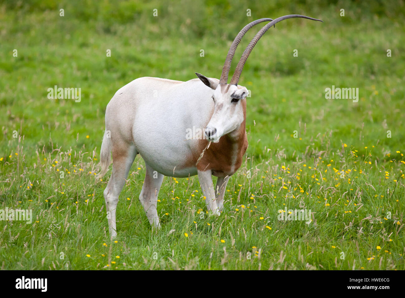 A scimitar-horned oryx standing in a field Stock Photo - Alamy