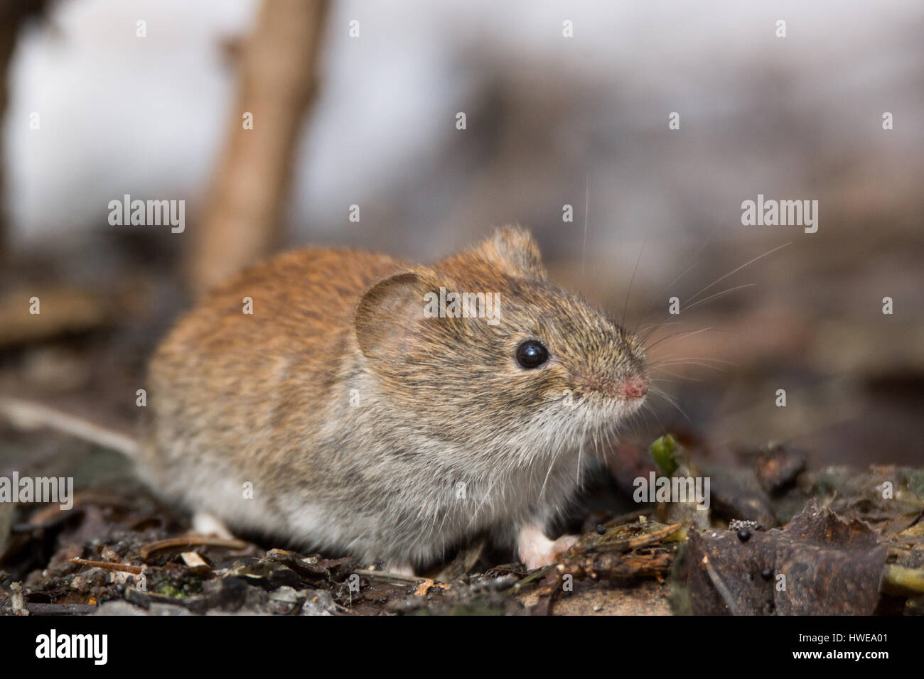The photo shows a mouse in the snow Stock Photo - Alamy