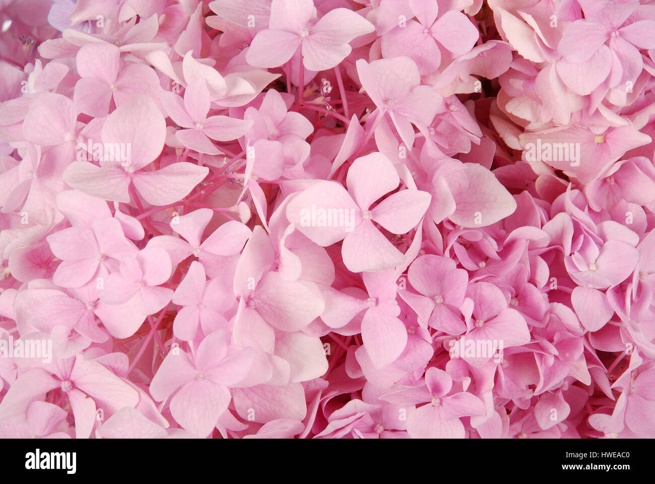 Beautiful Pink hydrangeas flower background. Natural color Stock Photo ...