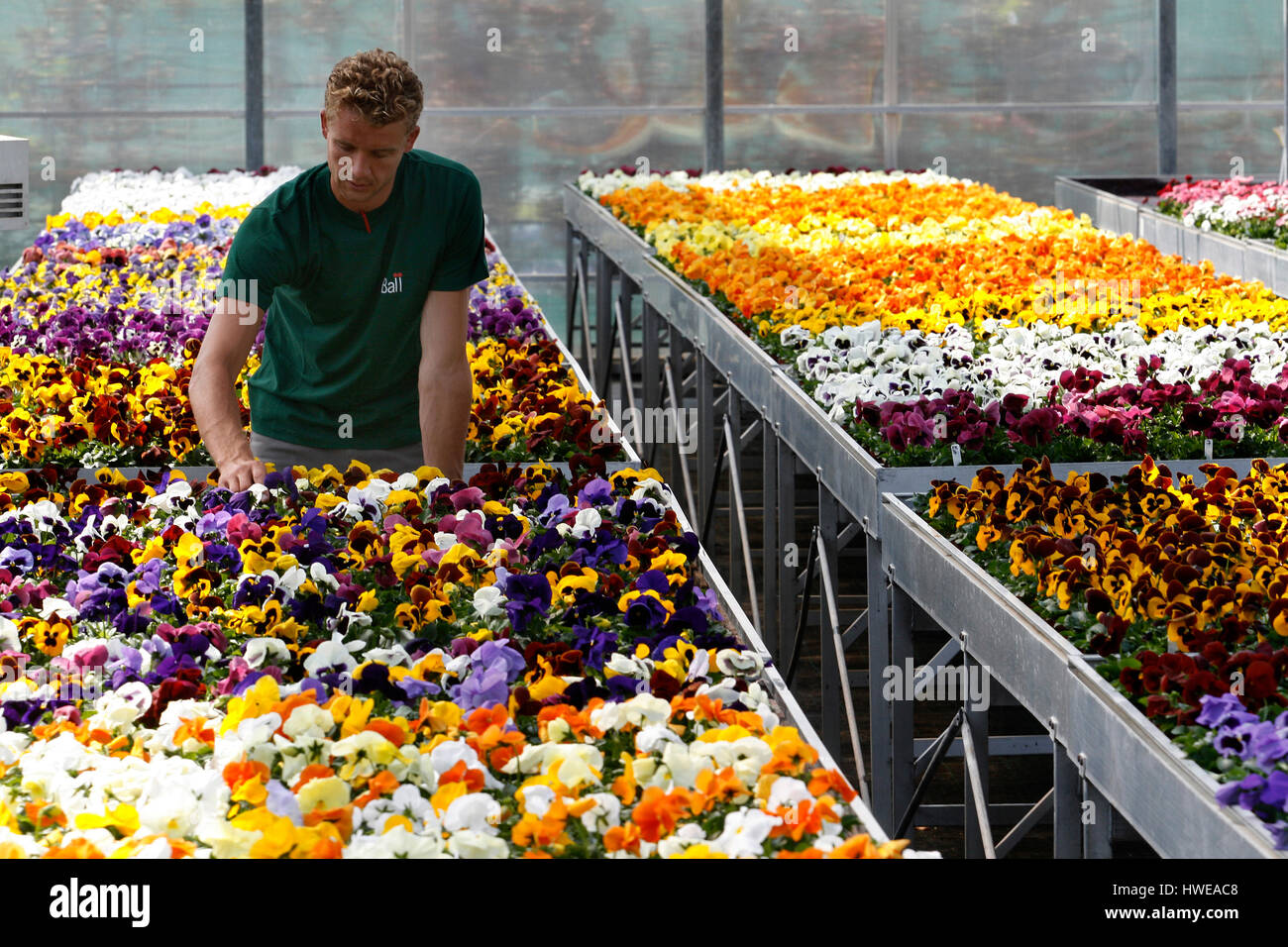 germination of seeds in glasshouses Stock Photo - Alamy