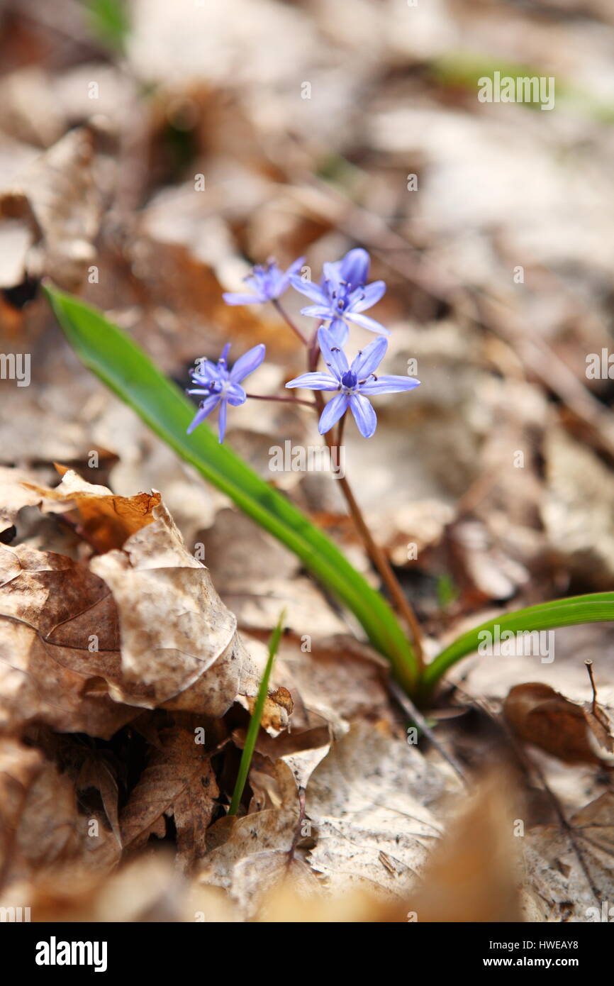 Woodland squill hi-res stock photography and images - Alamy