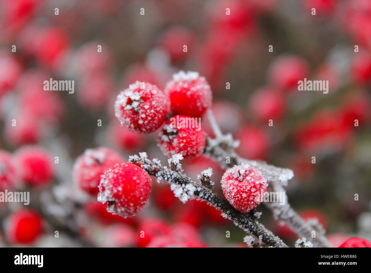 Frozen fruit tree hi-res stock photography and images - Alamy