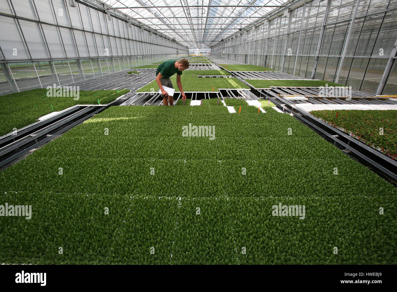 germination of seeds in glasshouses Stock Photo - Alamy