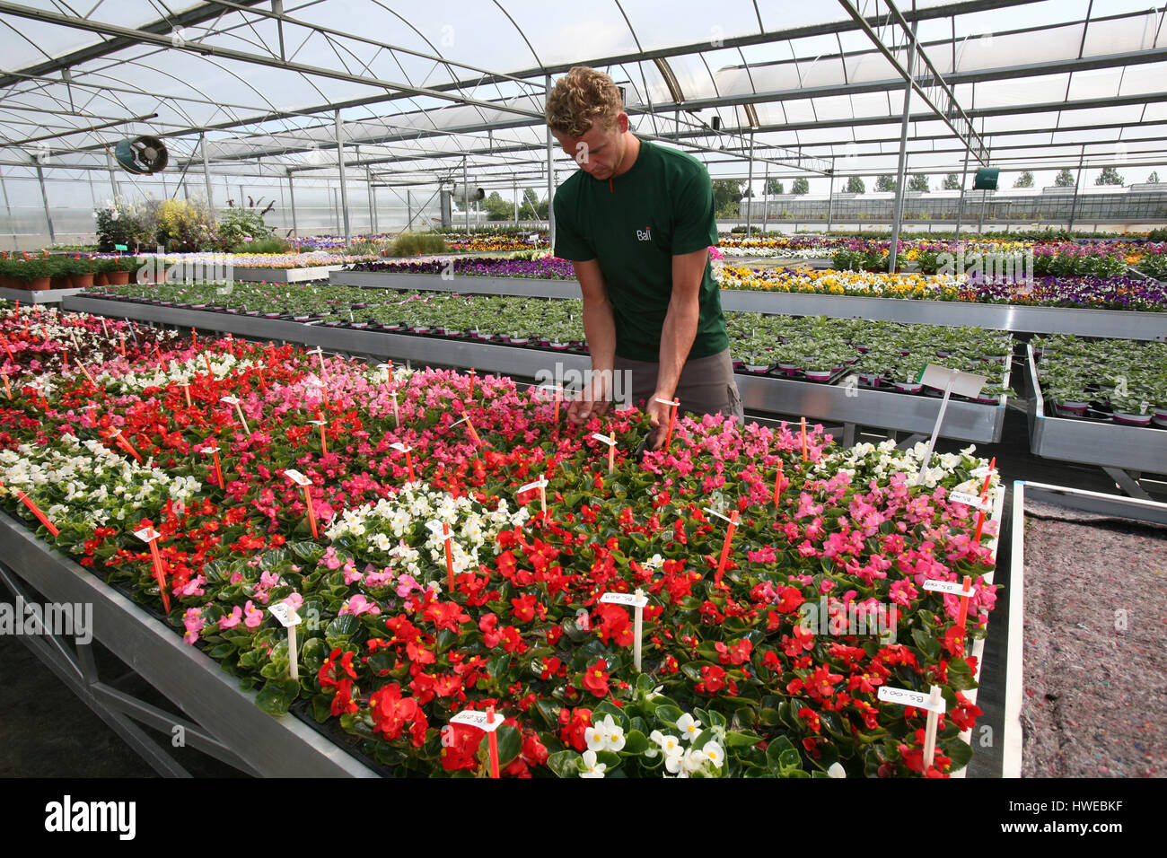 germination of seeds in glasshouses Stock Photo - Alamy