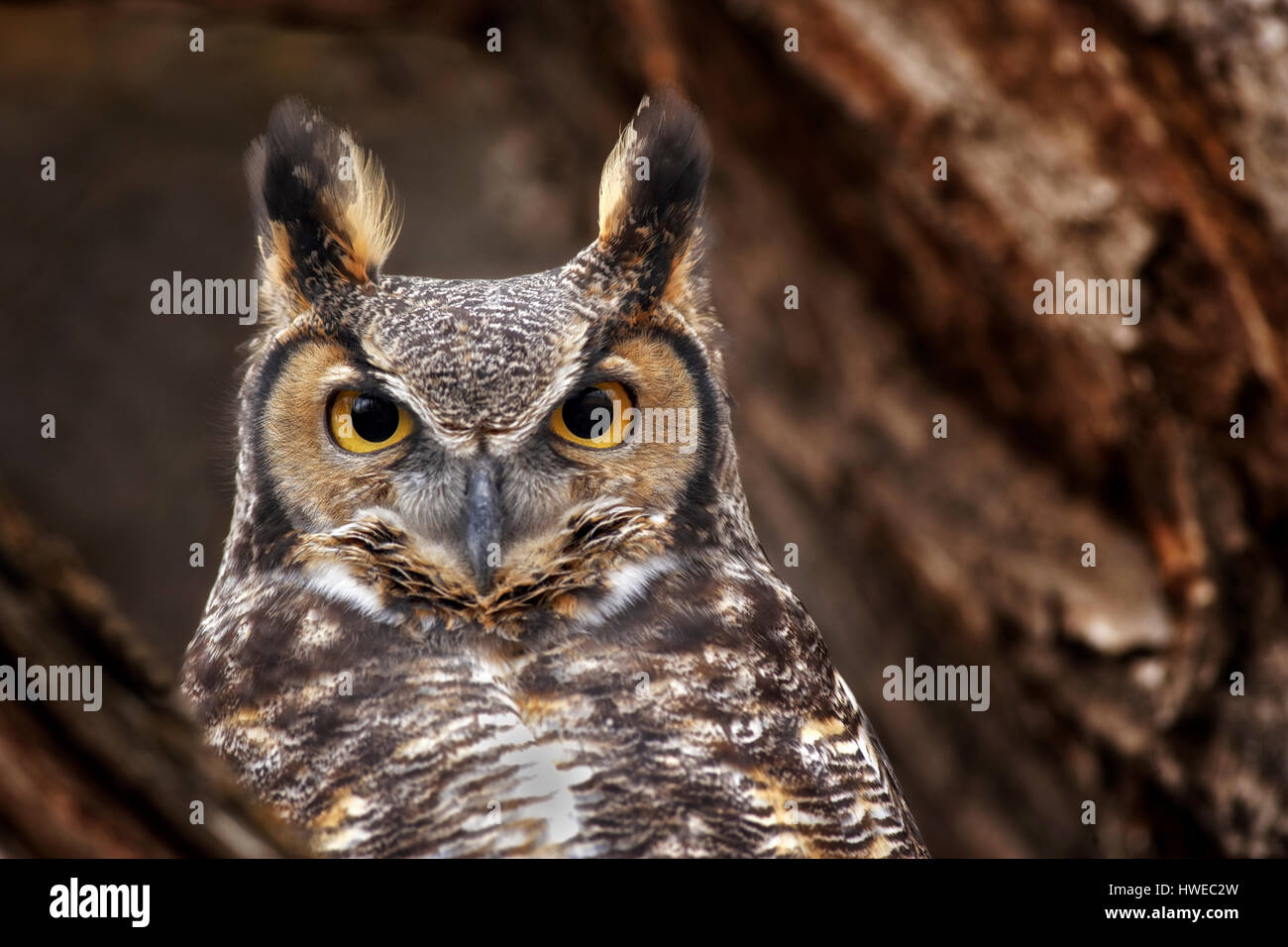 Great Horned Owl (Bubo virginianus) closeup. Near the Steens Mountain ...