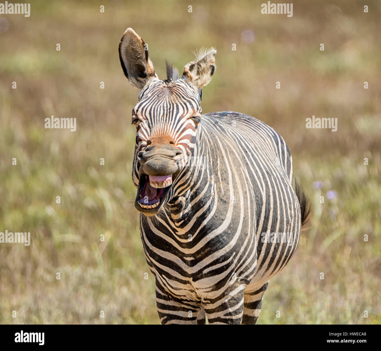 Laughing Zebra High Resolution Stock Photography and Images - Alamy