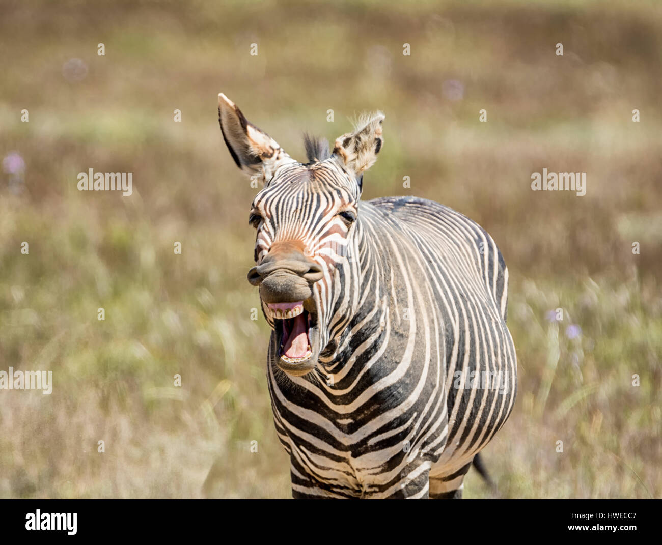 A closeup of a Cape Mountain Zebra that looks as if he is laughing ...