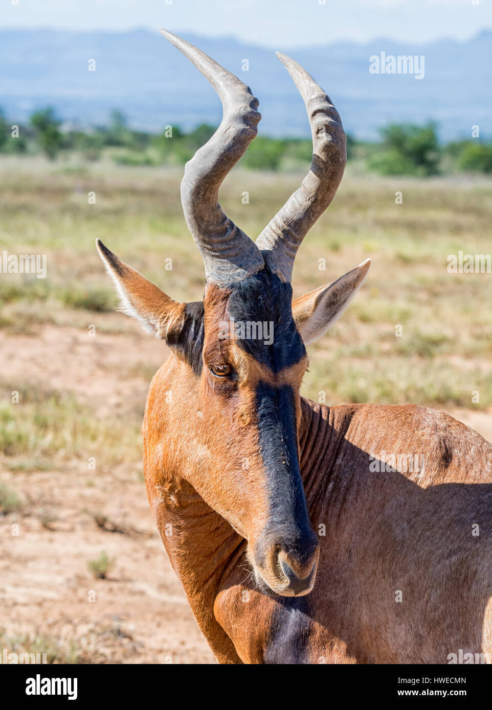 A closeup portrait of a Red Hartebeest antelope Stock Photo - Alamy