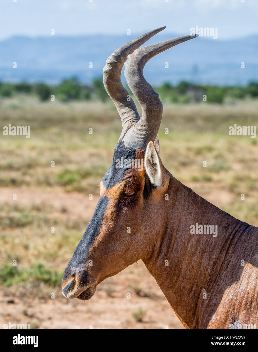 A closeup portrait of a Red Hartebeest antelope Stock Photo - Alamy