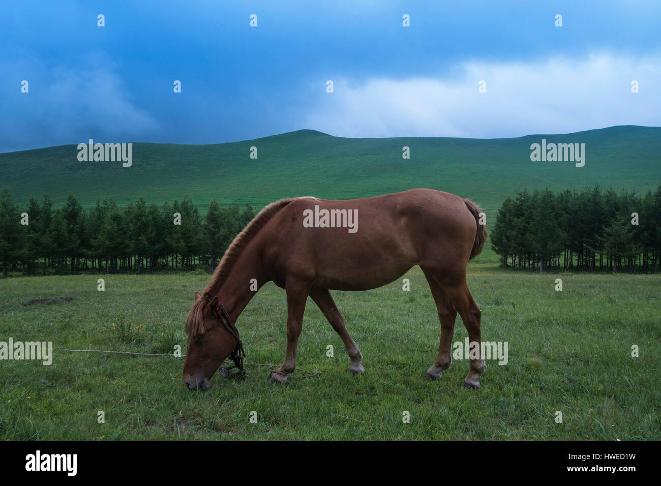 Bashang plateau hi-res stock photography and images - Alamy
