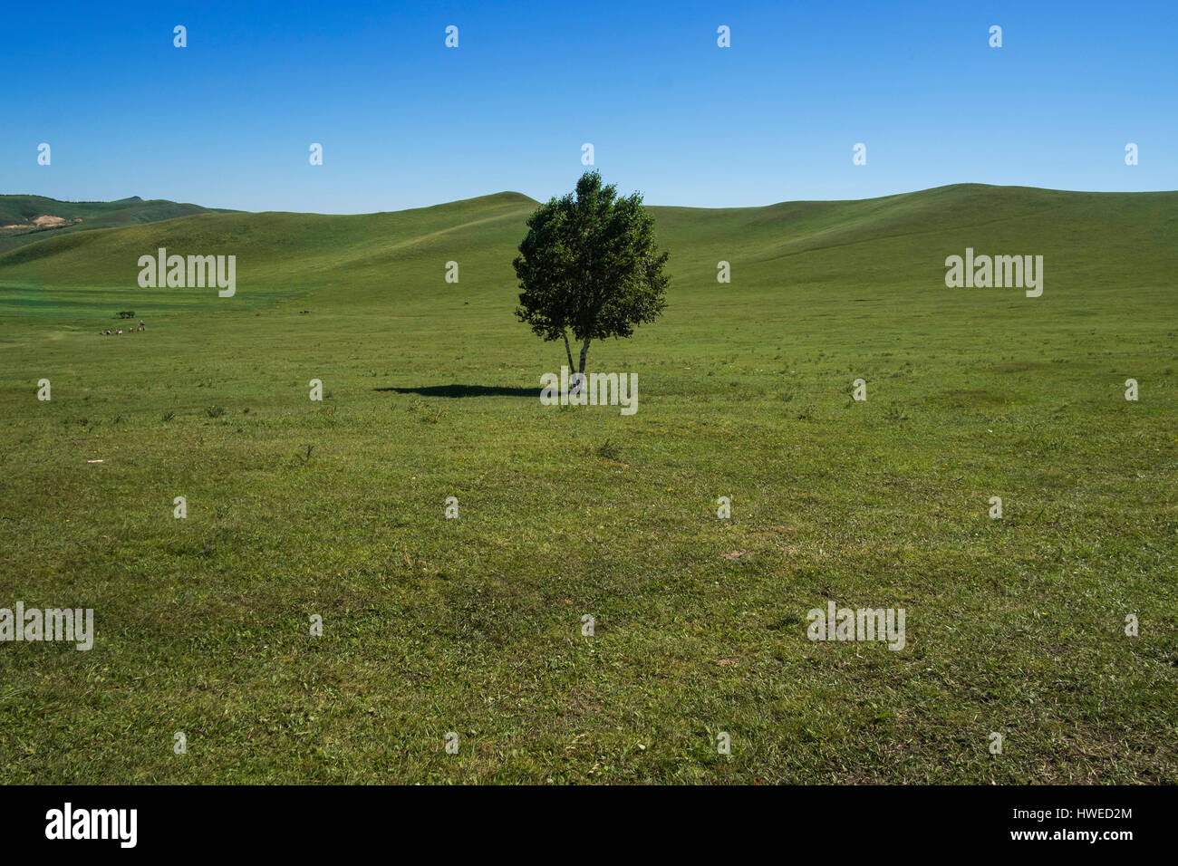 Bashang plateau hi-res stock photography and images - Alamy