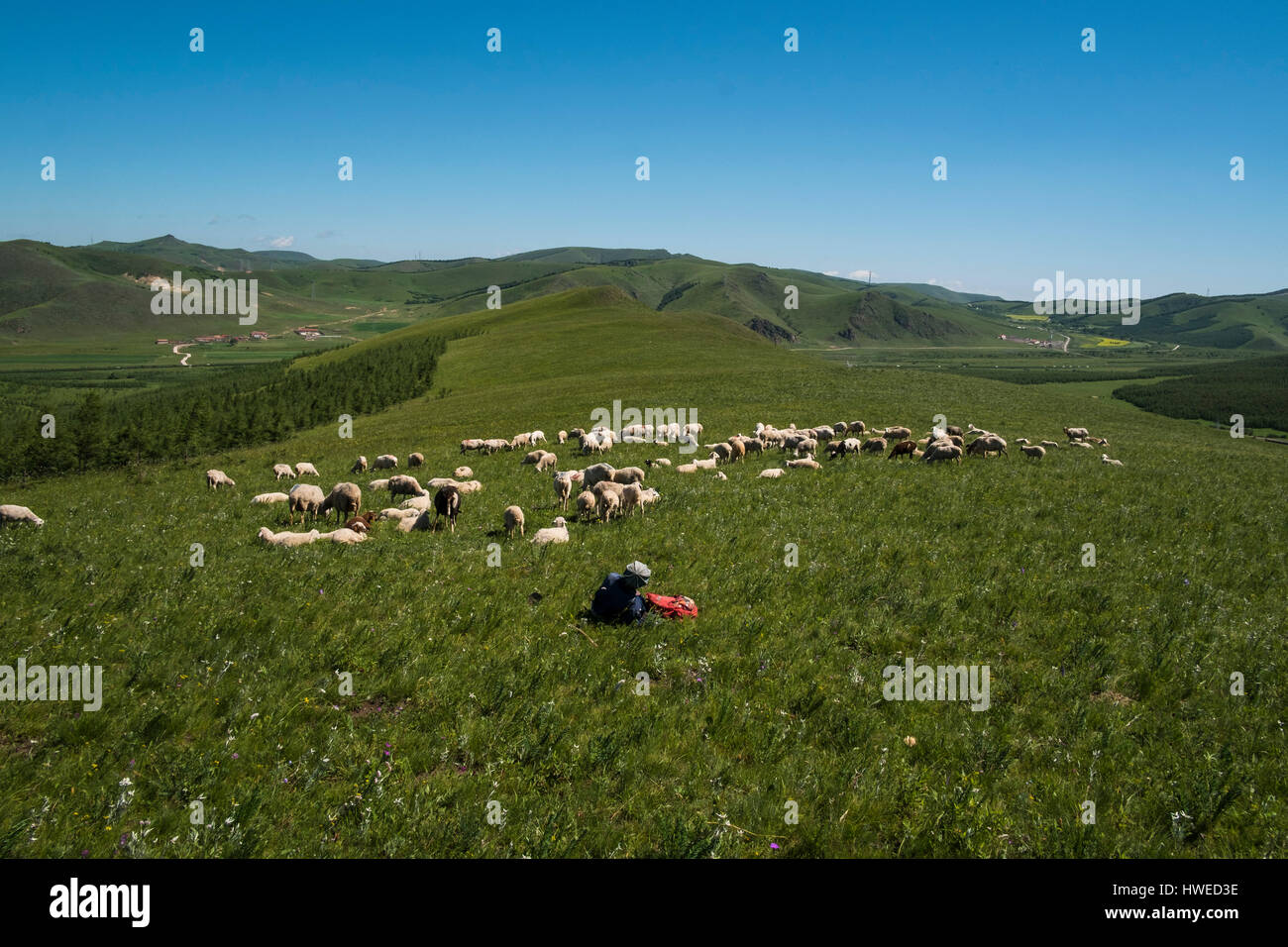 The shepherd of the grasslands bashang hebei china Stock Photo - Alamy