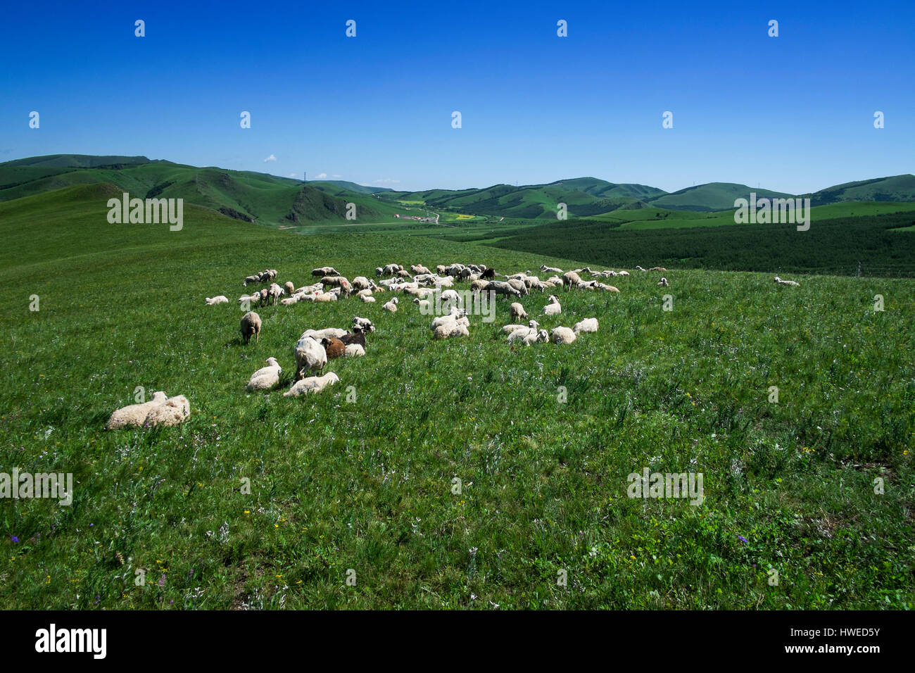 The shepherd of the grasslands bashang hebei china Stock Photo - Alamy