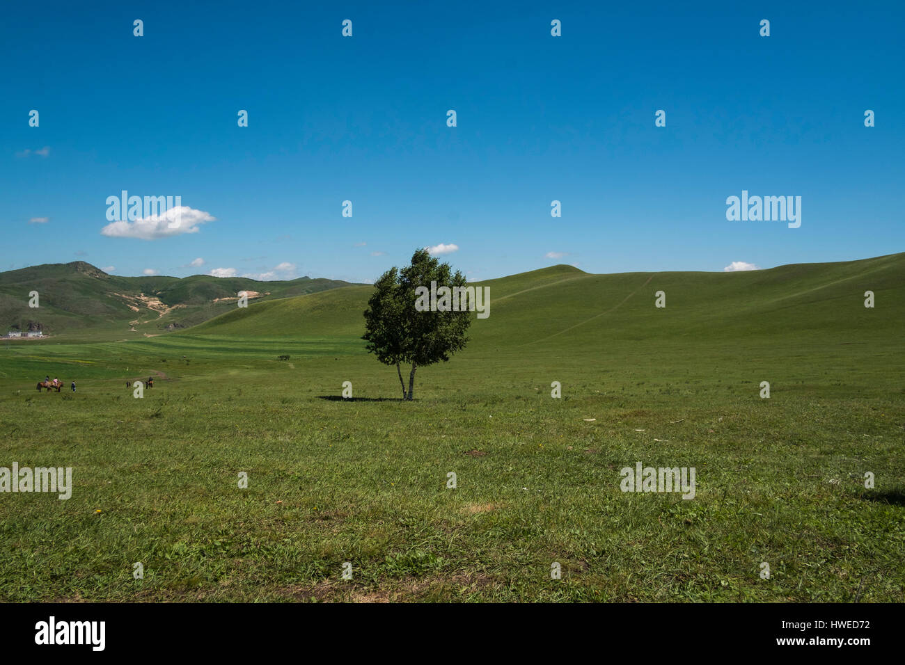 bashang Grassland,Hebei Province, China Stock Photo - Alamy