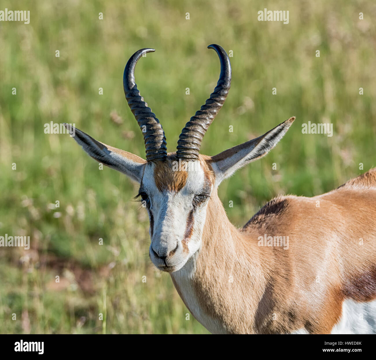 A closeup facial portrait of a Springbok in Southern African savanna ...
