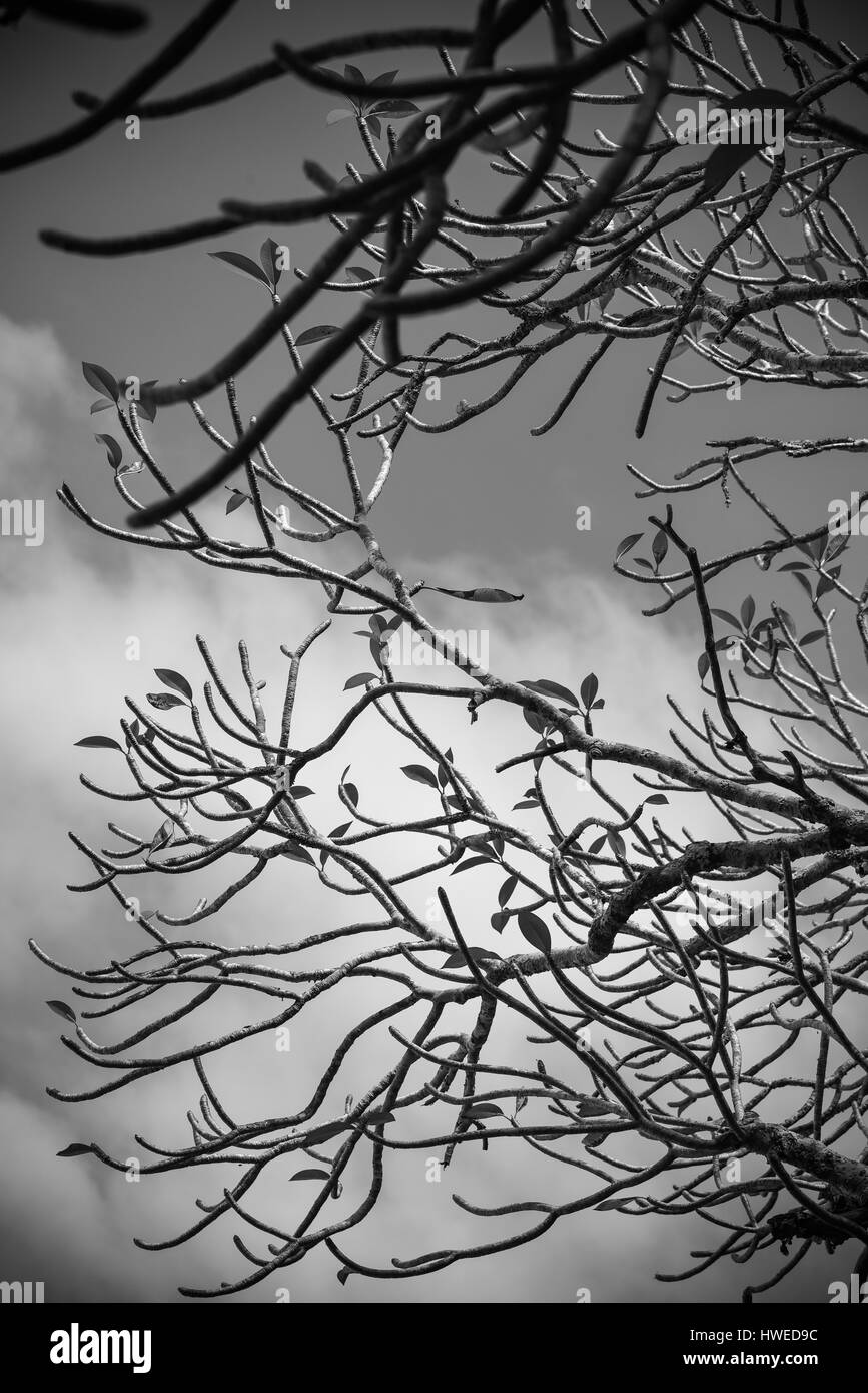 Frangipani leaf Black and White Stock Photos & Images - Alamy