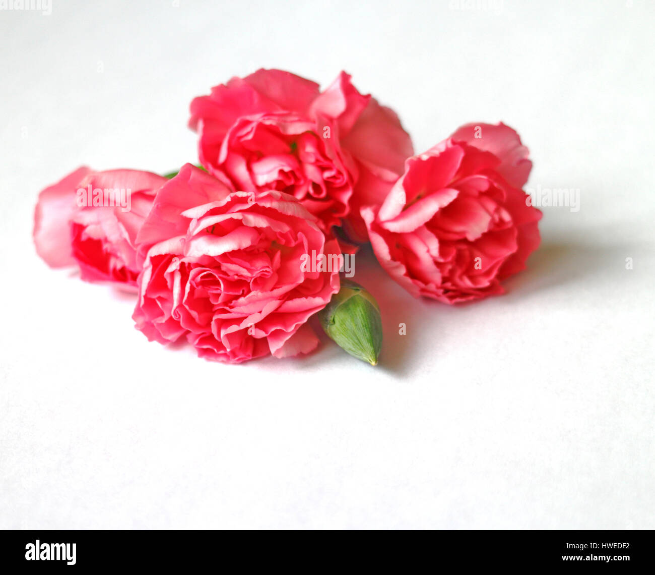 A bunch of red carnation, Dianthus caryophyllus, flowering heads ...
