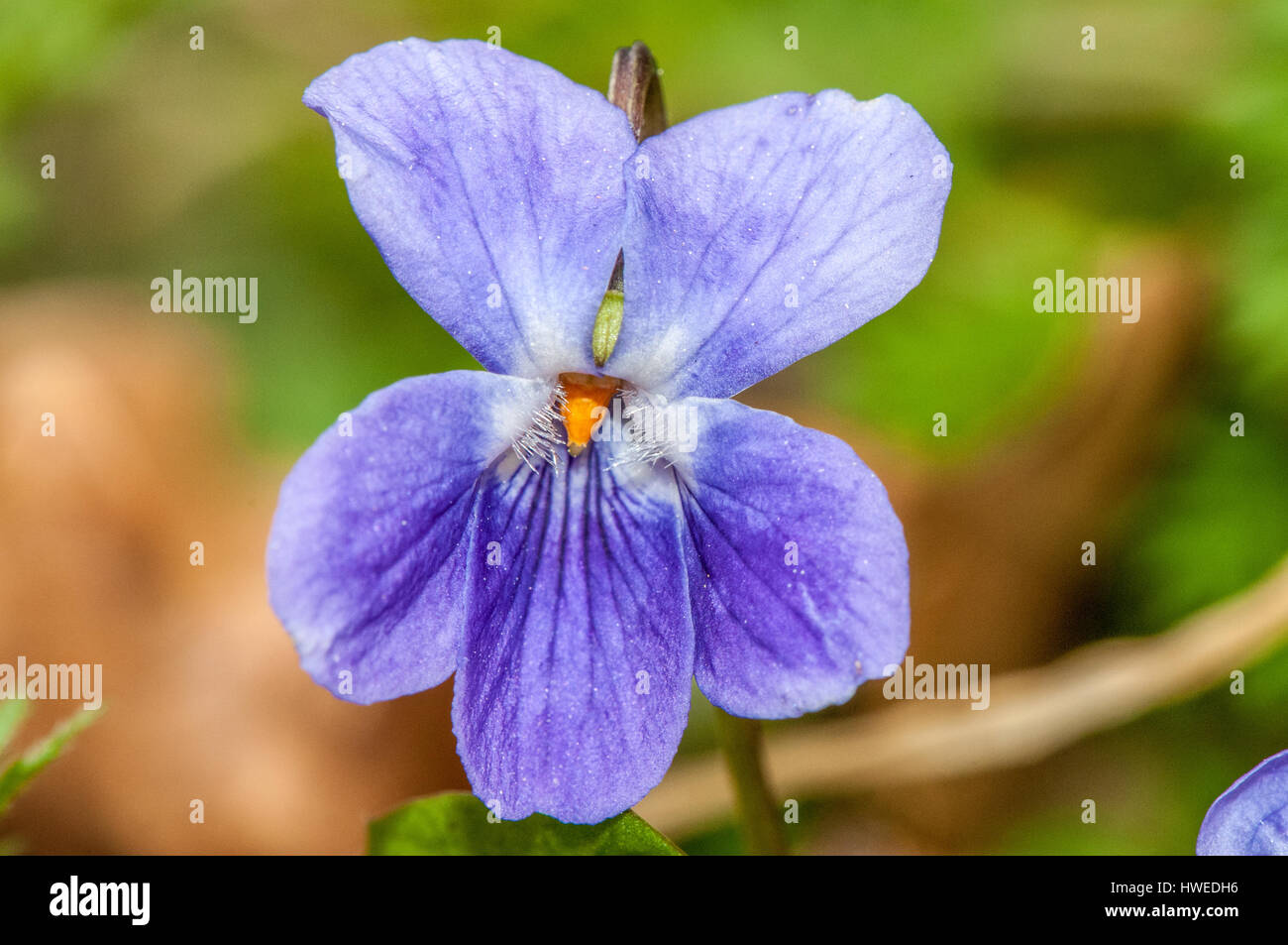 common violet (Viola odorata) in the field Stock Photo - Alamy