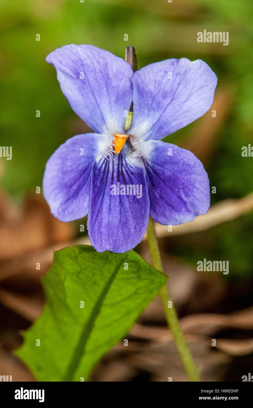 common violet (Viola odorata) in the field Stock Photo - Alamy