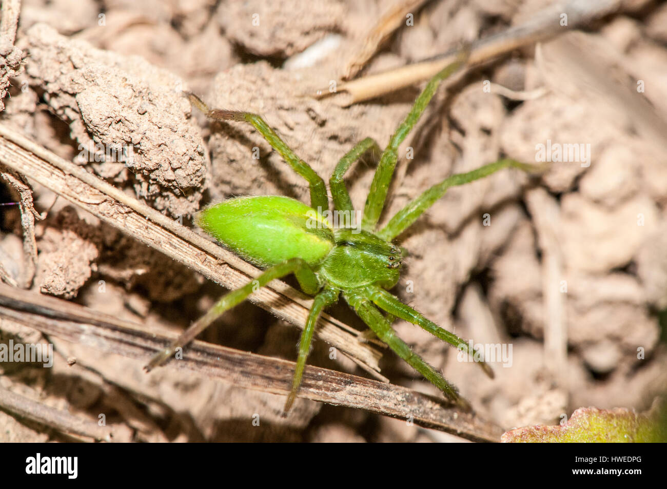 green huntsman (Micrommata virescens), spider on the ground Stock Photo ...