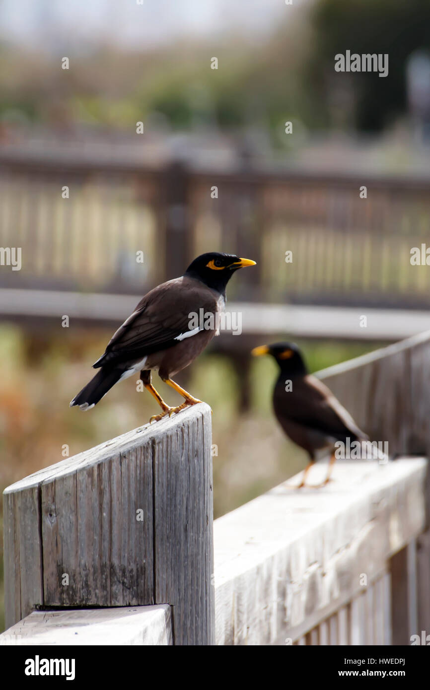 Myna closeup hi-res stock photography and images - Alamy