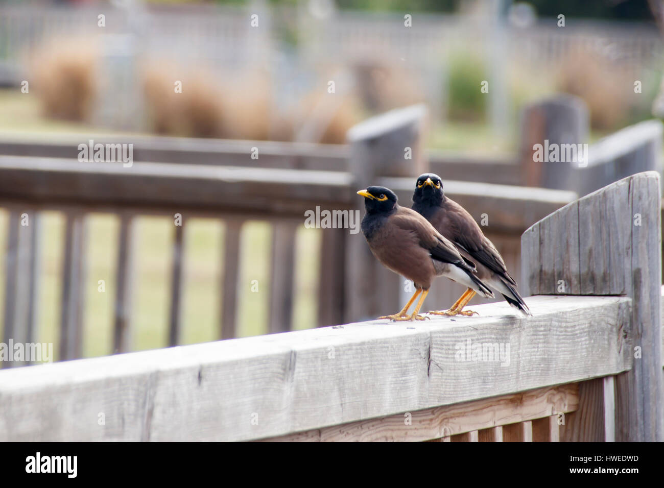 Indian Myna Image High Resolution Stock Photography and Images - Alamy